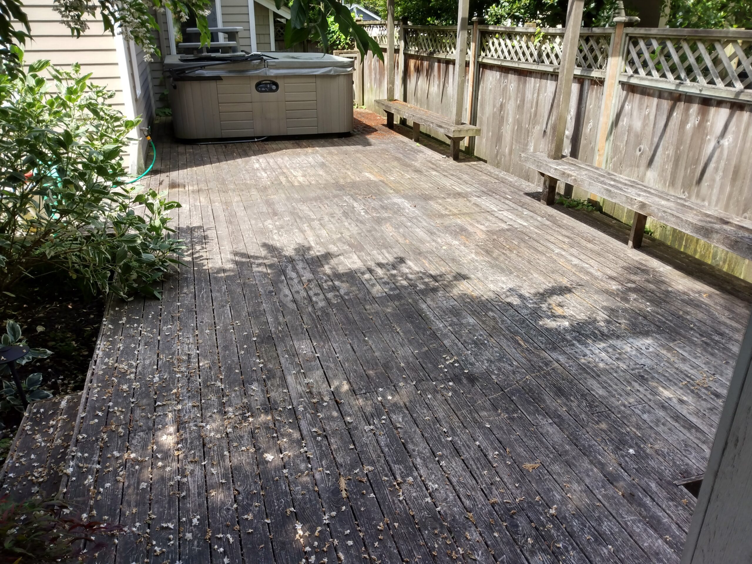 Dry rot : : Deck Restoration